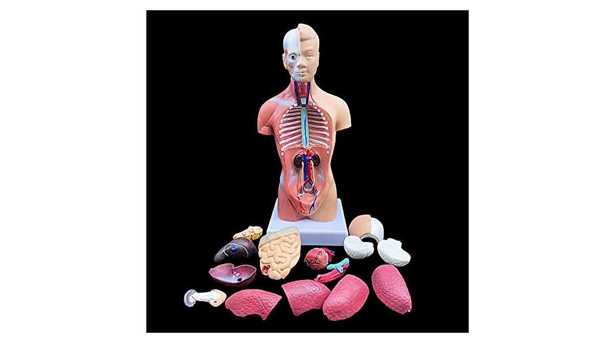 XINDAM Anatomically Accurate Human Torso Model