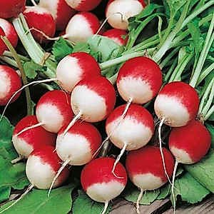 25+ pk Sparkler White Tip Radish Seed, Home Garden, Sprouting Seeds