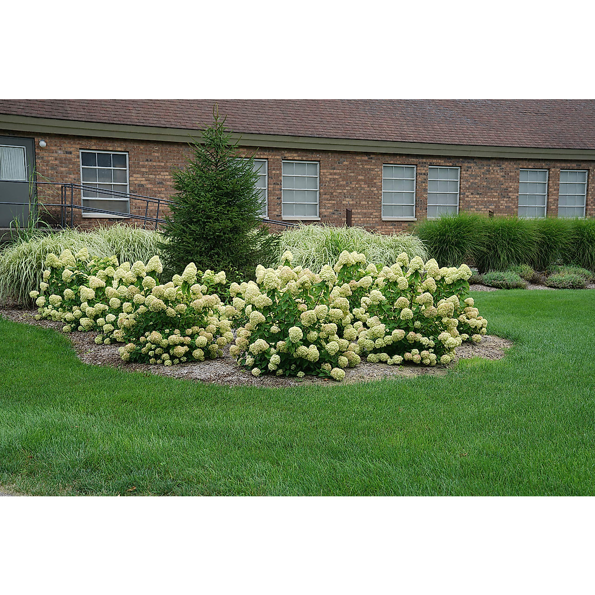 Proven Winner Little Lime Hydrangea 2 Gal, Green to Pink Blooms