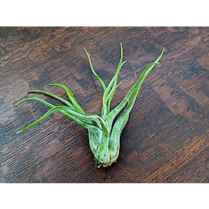 Tillandsia Air Plants, Caput Medusae Plants (Set of 5)