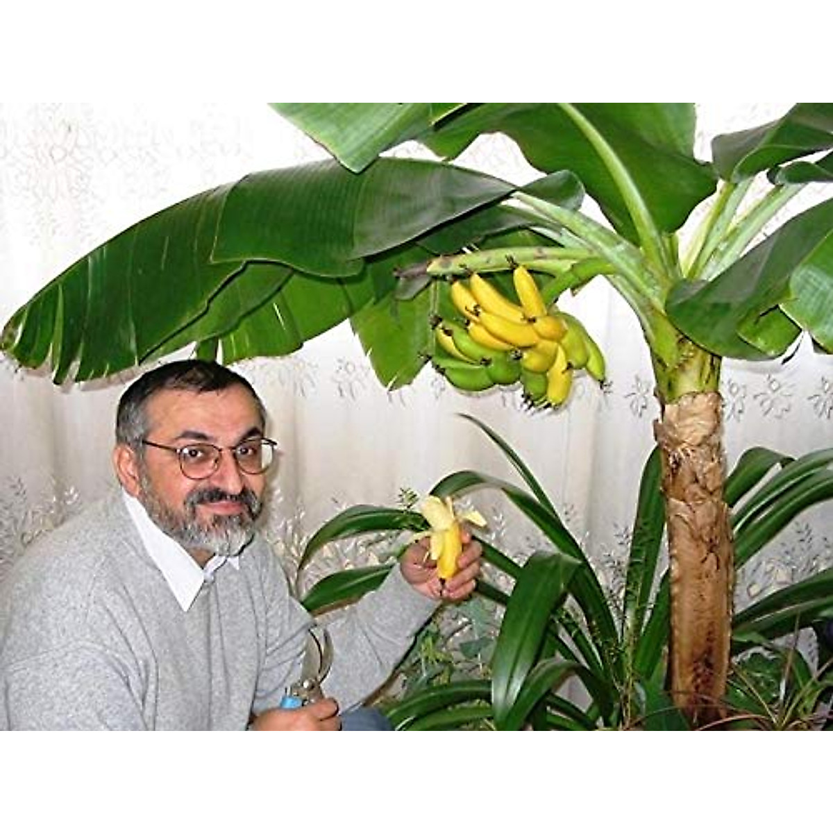 Seeds4planting - Seeds Ornamental Banana Exotic Tree Indoor Dwarf Perennial Flowers Non GMO