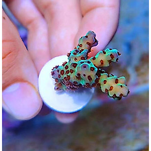 Aquarium Choice Ceramic Coralline Coral Frag Plugs 30 Pack