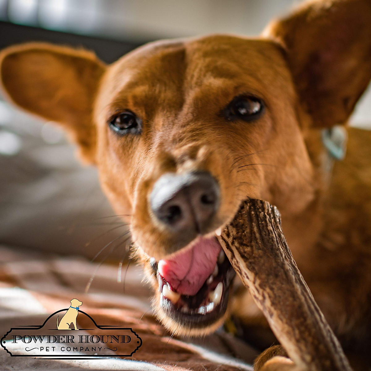 Powder Hound Pet Co. Elk Antler Dog Chew, Great for Aggressive Chewers, All-Natural, Premium A/#1 Grade Elk Antlers, Naturally Shed in USA, Cruelty Free Dog Bones, Will Not Splinter (Large)