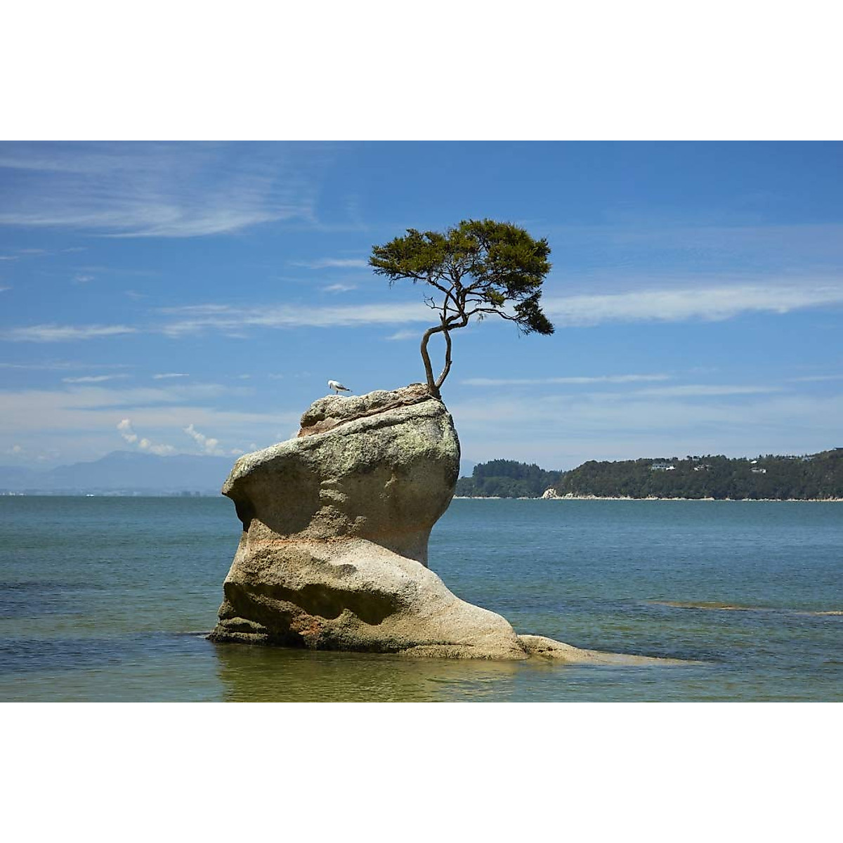 Posterazzi PDDAU03DWA0143 Tree on Rock, Tinline Bay, ABEL Tasman National Park, Nelson Region, South Island, New Zealand Photo Print, 18 x 24, Multi