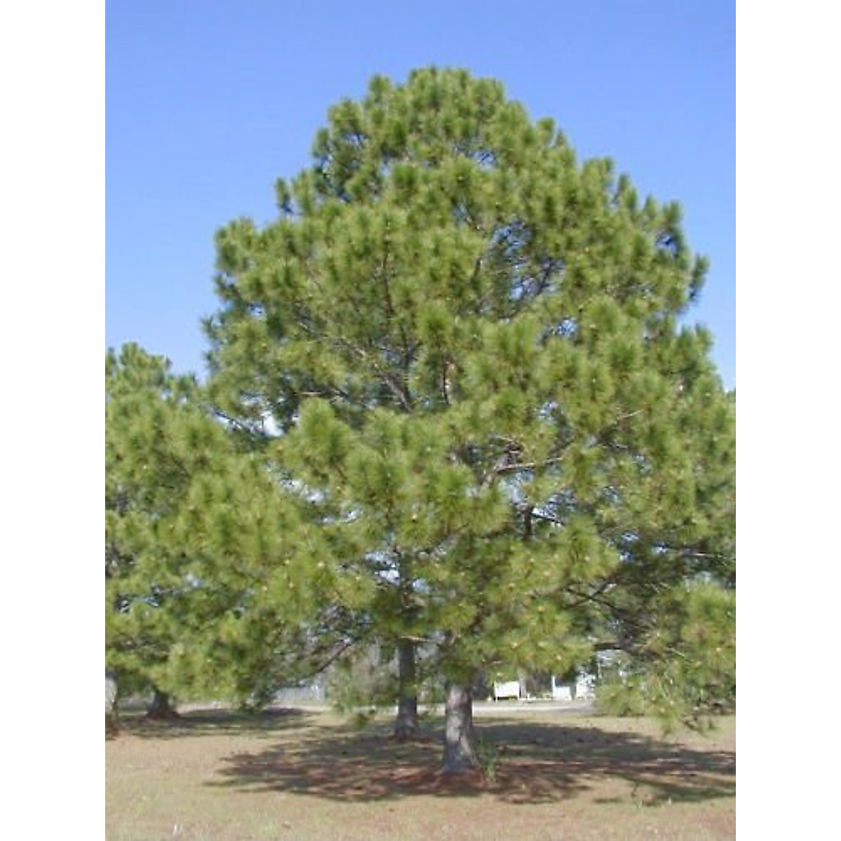 Loblolly Pine, Pinus taeda, Tree Seeds (Fast, Evergreen) (20)