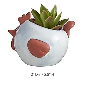 Needzo Round Succulent Planter Farmhouse Chic Ceramic Pig Shaped Plant Holder, Home Garden Office Desktop Decoration Small Flower Pot, 2.8 inches