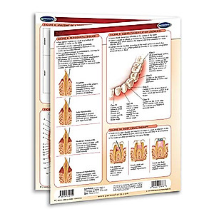 Dental: Upper & Lower Chart- Medical Quick Reference Guide by Permacharts