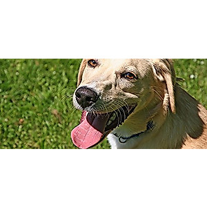 PETS HEALTH SOLUTION Vitamins for Dogs Skin and Coat - Powerful Ultra Vitamins - Dog Treats - Mineral Formula - Premium Complex - Dog Energy Treats - 180 Treats (2 Bottle)