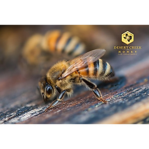 Desert Creek, Raw Bee Pollen, Natural Premium and Pure Superfood, 8 Ounce