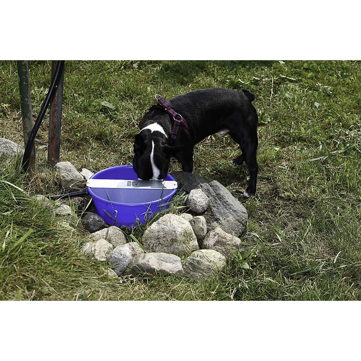 Pet Lodge® Automatic Pet Waterer | Dog Watering System | Attaches to Hose | No Overflow System | Plastic | 5 Quart