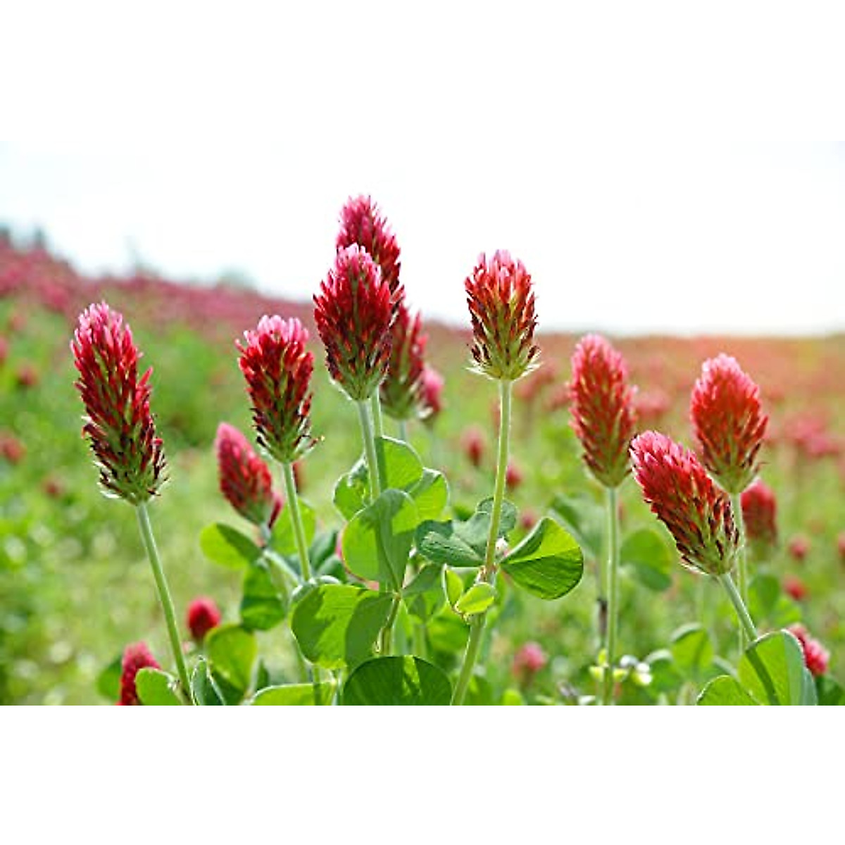Crimson Clover Seeds for Planting, 1500+ Flower Seeds Per Packet, (Isla's Garden Seeds), Non GMO & Heirloom Seeds, Scientific Name: Trifolium incarnatum, 90% Germination Rates, Great Home Garden Gift