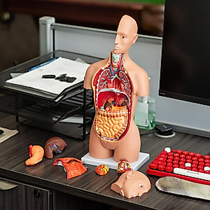 MonMed Human Torso Model – 17in Human Body Model Anatomy Doll with Removable Organs 3D Human Organ Model