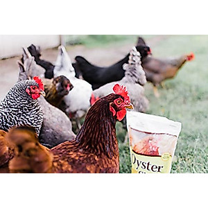 Manna Pro Crushed Oyster Shell - Calcium Supplement for Laying Hens - Chicken Feed for Egg-Laying Chickens - 5 lbs