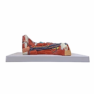 Axis Scientific Human Neck and Throat Anatomy Model | View Into Throat Showing Arteries, Veins, Muscles and Bones | Comes on Base with Product Manual