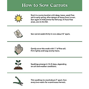 Burpee Scarlet Nantes Carrot Seeds 3000 seeds