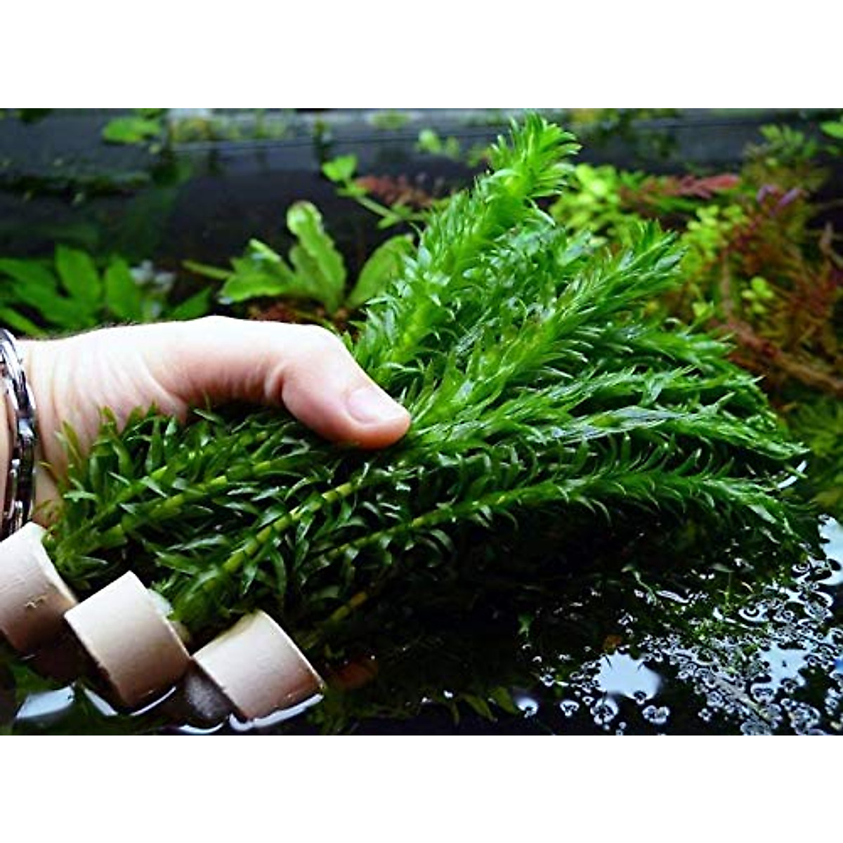 HOT! Anacharis Elodea Densa Tropical Live Aquarium Plants Aquatic Pond Bundle Stems