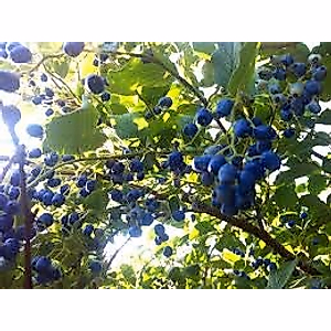1112B-Sapphire Berry (Symplocos paniculata) Seeds by Robsrareandgiantseeds UPC0764425787099 Non-GMO,Organic,USA Grower, Bonsai, 1112-B Package of 25 Seeds