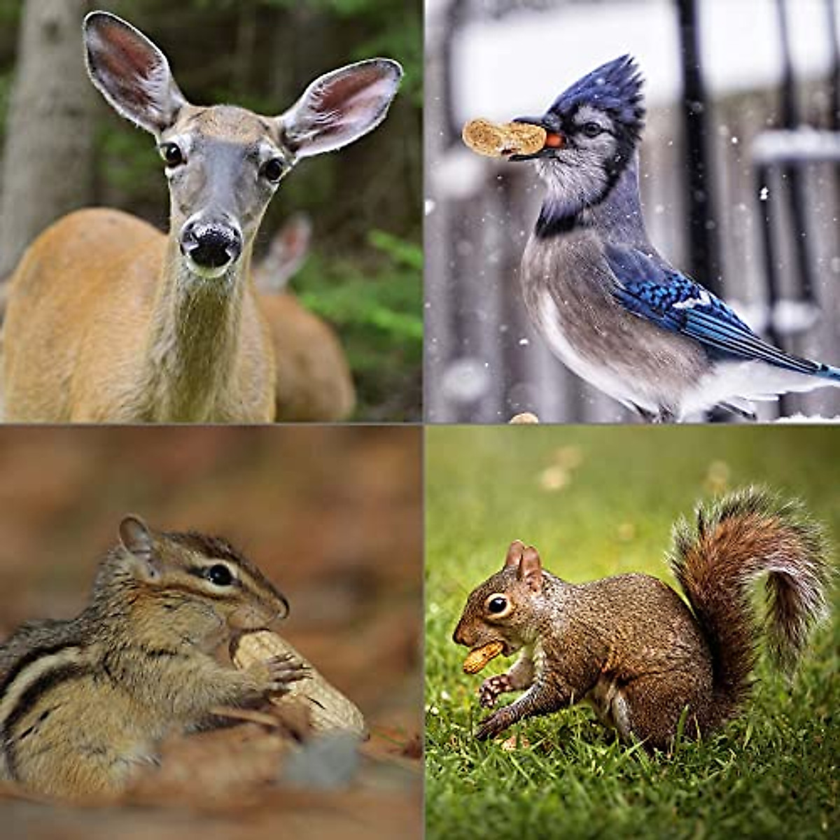 Wingfield Farm 25 Pound Virgin In Shell Raw Peanuts (Two 25lb Bag)