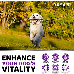 2-Pack Dog Multivitamin Chewable with Glucosamine - Dog Vitamins and Supplements - Senior & Puppy Multivitamin for Dogs - Hip & Joint Support - Immune Health, Skin, Heart, Digestion, Probiotics