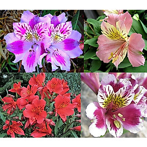 10+ Mix Canna Lily Seeds Peruvian Dr Salters Flower Flowers