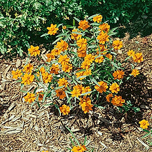 Outsidepride Zinnia Star Orange Heat & Drought Tolerant Garden Cut Flowers - 250 Seeds