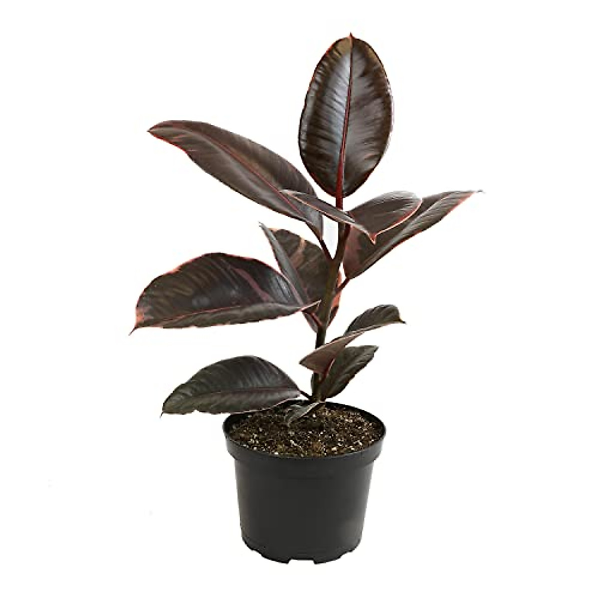 6" Ficus Ruby, Variegated Rubber Plant, Real House Plants, Desk Plants Live, Plant Decor for Bedroom, Floor Plants, Real Plants Indoor Live Plants Indoor Plants Live Houseplants by Plants for Pets