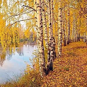QAUZUY GARDEN White Paper Birch Tree Seeds (Betula papyrifera) 50+Seeds Canoe Birch Seeds Stunning Fall Color Tree Hardy Fast-Growing Low-Maintenance