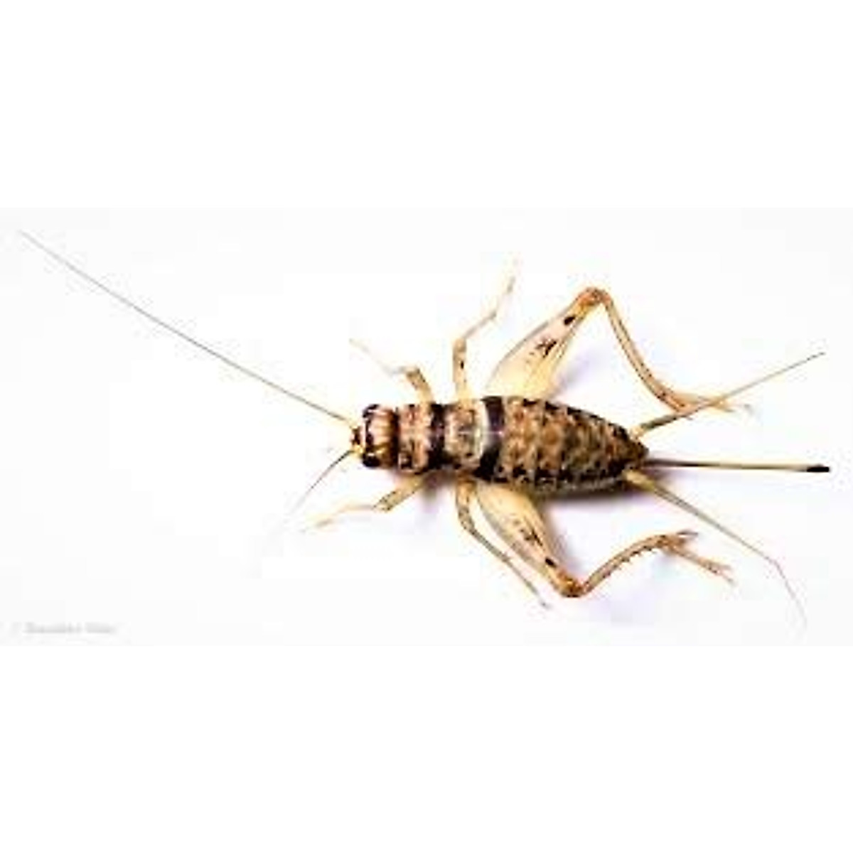 CVCRICKET Central Valley Cricket 500 Count Medium Banded Crickets