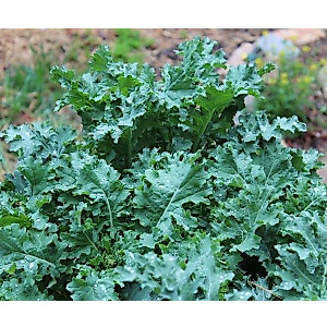 1000 White Russian Kale Seeds for Planting Heirloom Non GMO 4+ Grams Garden Vegetable Bulk Survival