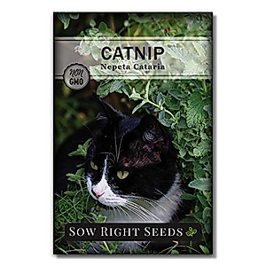 Sow Right Seeds - Catnip and Cat Grass Seed Collection for Planting Indoors or Outdoors, Includes The Popular herb Seed Catnip and Cat Grass (100% Sweet Oat Grass), Non-GMO Heirloom Seed