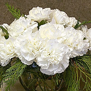 Carnation Seeds - Jeanne Dionis - Packet - White Flower Seeds, Heirloom Seed Attracts Bees, Attracts Butterflies, Attracts Pollinators, Edible, Fragrant, Container Garden
