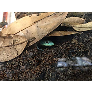 Josh's Frogs BioBedding Tropical Bioactive Substrate (10 quarts)