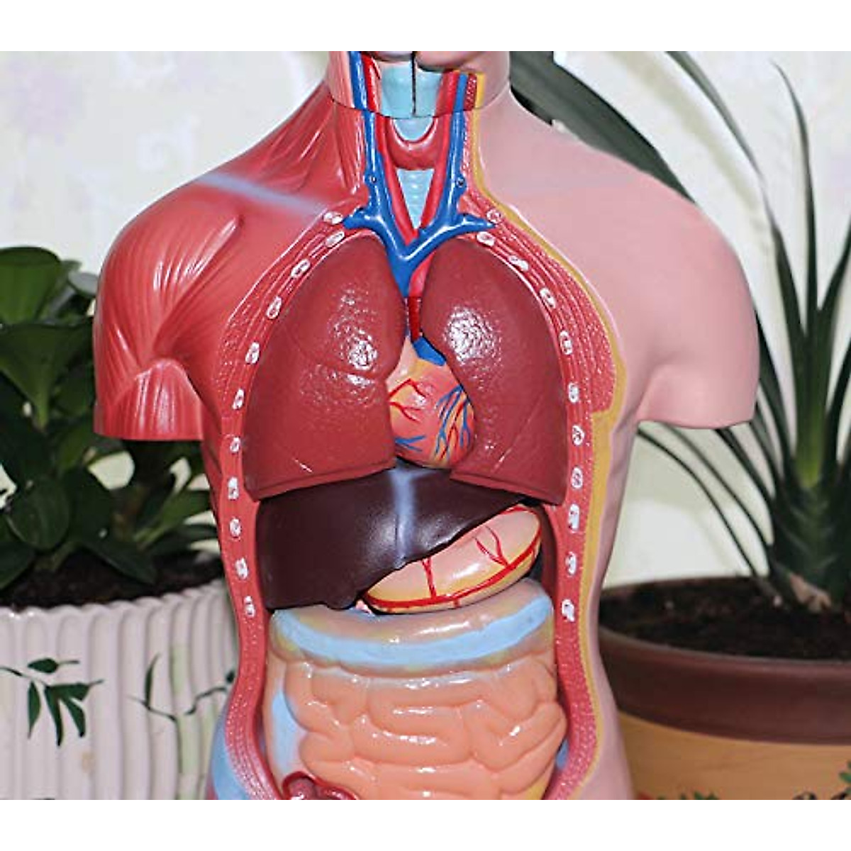 Human Torso Body Anatomy Model - 11 inch, 15 Parts Organ Structure Model for School Medical Education
