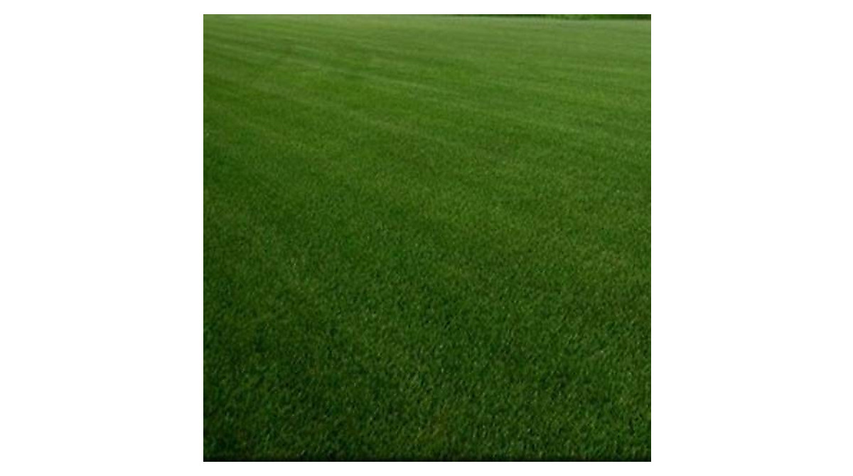 Outsidepride SPF-30 Hybrid Bluegrass Seed for Lawns