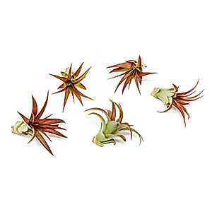 5 Pack Air Plants Red Abdita Tillandsia - Medium Air Plants Live Variety Pack - Live Succulent House Plants - Home Holders and Garden Decor - Easy Care Indoor and Outdoor Air Plant
