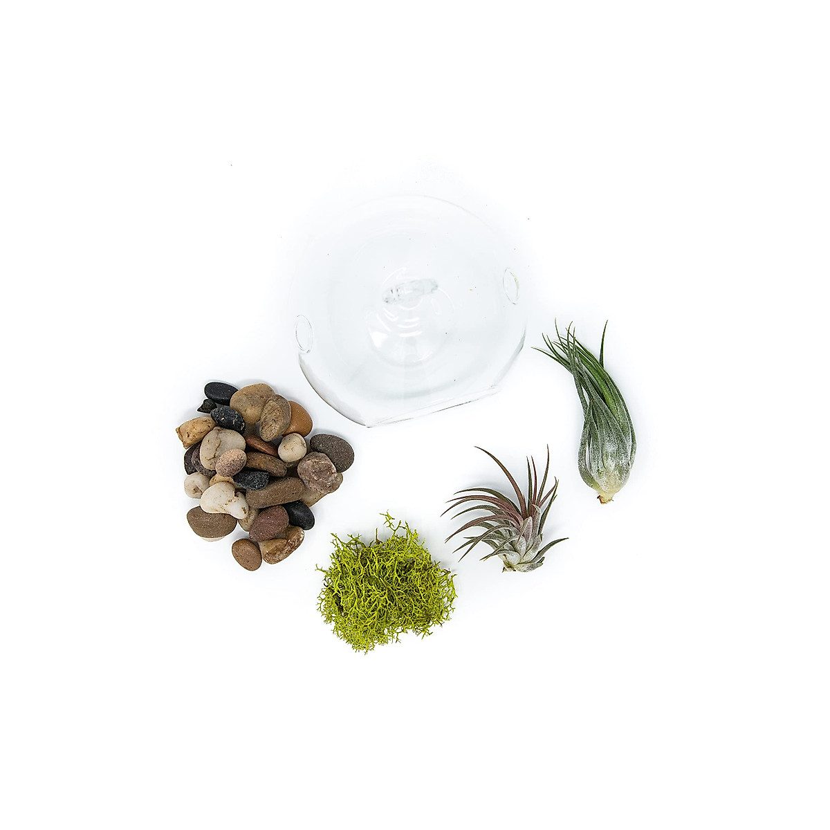 Stunning Flat Bottom Globe Terrarium Kit with Small Assorted Air Plants, Beige Stones and Moss Plant terrarium - Live Tillandsia Air Plants Holder–Glass Terrariums for plants and Succulents