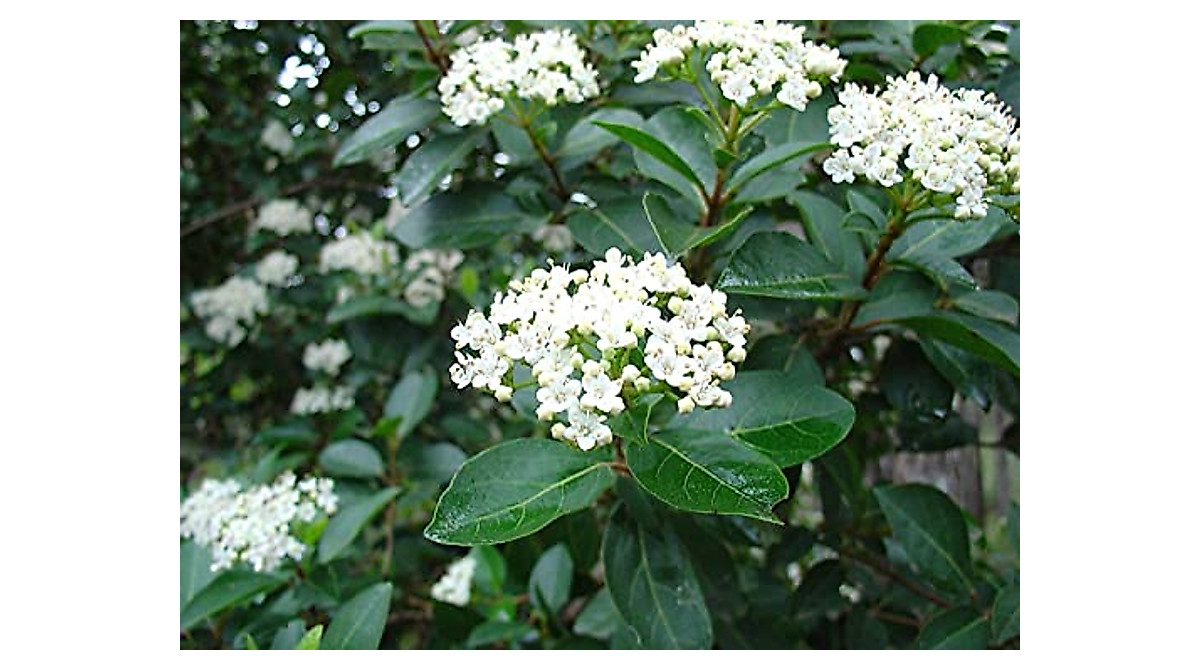 Sweet Viburnum Odoratissimum - Fast Growing Privacy Hedge Plants