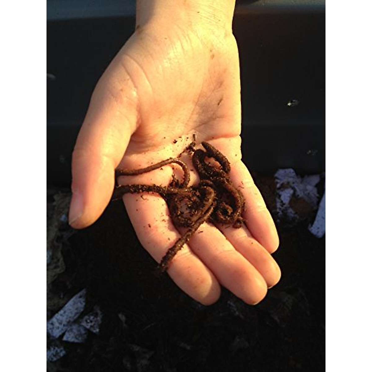 1000 Red Wigglers Composting Worms. Live WWJD worms