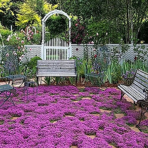 1000 Pcs Magic Carpet Creeping Thyme Ground Cover Creeping Thyme Seeds