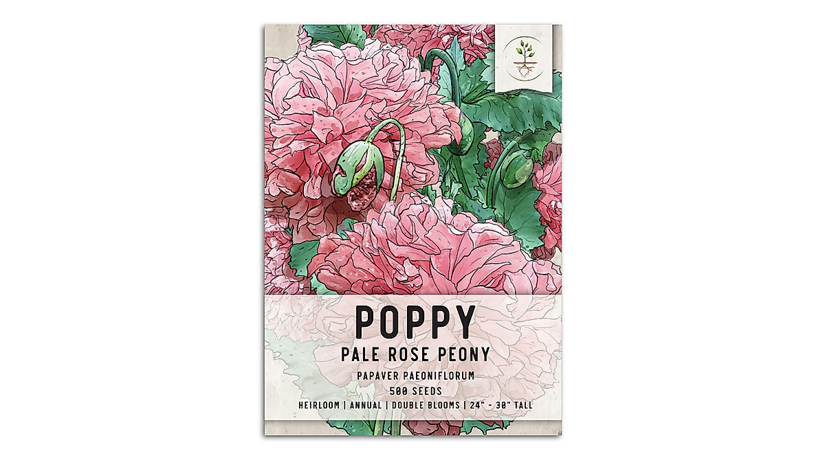 Seed Needs, Pale Rose Peony Poppy Seeds - 500 Heirloom Seeds for ...