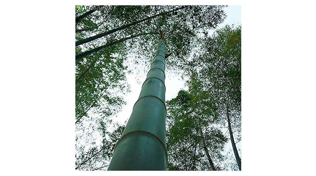 CHUXAY GARDEN 60 Seeds Phyllostachys Edulis,Moso Bamboo,Tortoise-Shell ...