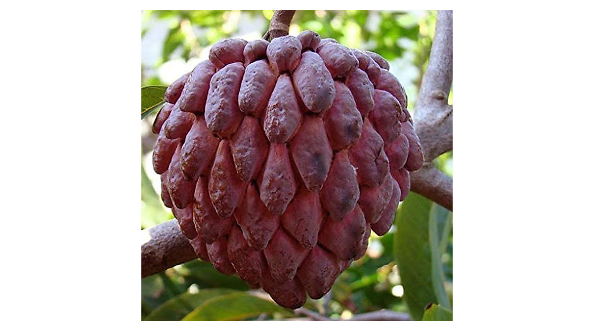 MITRAEE Red Custard Apple Tree Seeds - Rare & Easy to Grow