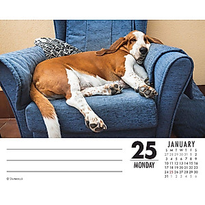 Just Basset Hounds 2021 Box Calendar (Dog Breed Calendar)