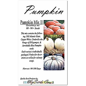 Big Pack (80-90+) Dill Atlantic Giant, Casper White, Cinderella Rouge VIF D'Etampes, & Jarrahdale Blue Pumpkin Seeds - Non-GMO Seeds by MySeeds.Co (Big Pack - Pumpkin Mix II)