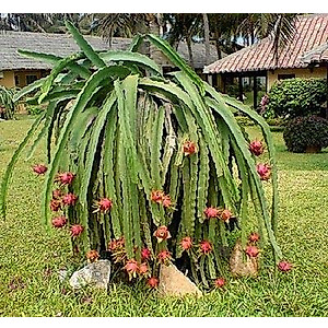 1214-Dragon Fruit, Mixed Red-White (Pitaya Blanca,roja) Seeds by Robsrareandgiantseeds UPC0764425788676 Non-GMO,Organic,Historic Plants, Bonsai, Tropical Fruit,Cactus, Betacyanins Package of 15 Seeds