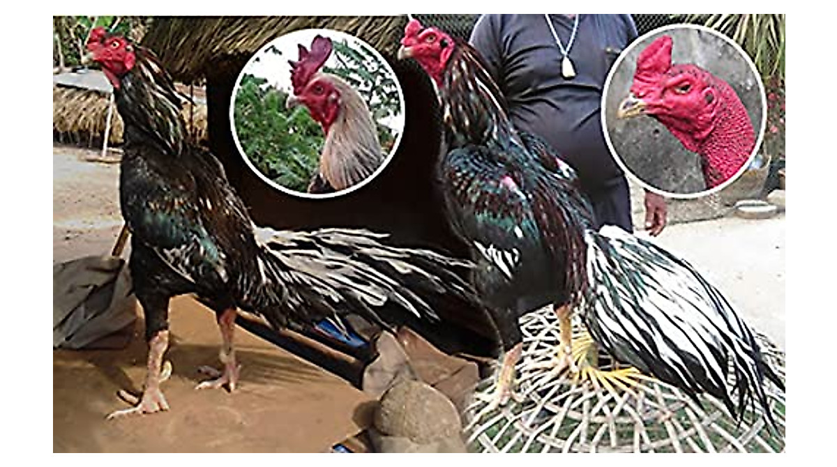 HULX POWER PLUS 100 TABLETS, Fast Increasing Energy Formula Rooster ...