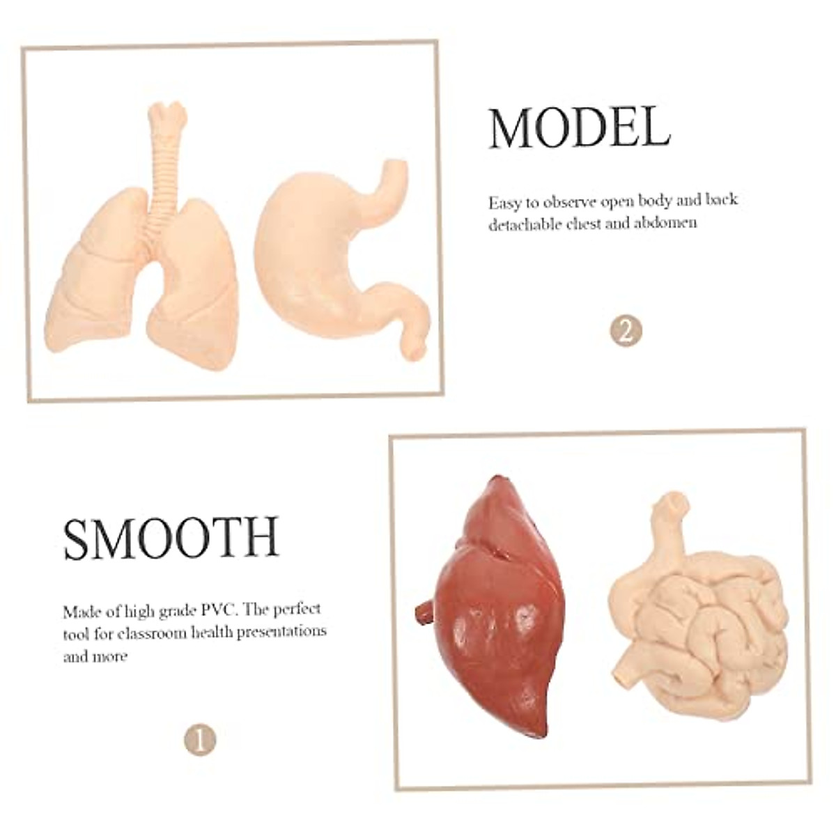2 Sets Human Visceral Model Human Teaching Aid Human Torso Body Model Human Internal Organs Model Human Body Model Torso and Skeleton Models Anatomy Mannequin PVC Child Major Suite