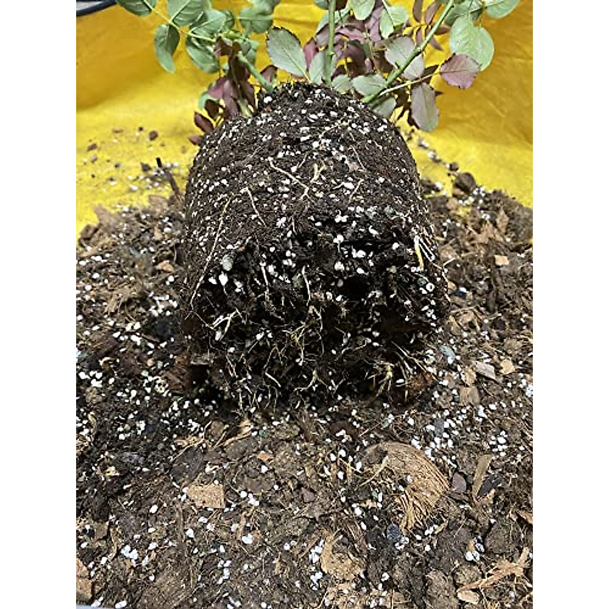 Organic Perlite Horticultural Soil Amendment for Plants and Enhanced Drainage Enhanced Growth (7 Quarts)