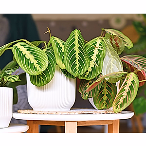 Hopewind Plants Shop- Lemon Lime Prayer Plant, Lemon Lime Maranta, Popular and Attractive houseplant, Gorgeous Live Indoor Plant, Easy to Care and Rare Variety Green Thumbs Up 4 inch Pot