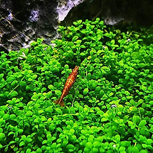 Planterest - Dwarf Baby Tears Hemianthus Callitrichoides 'Cuba' Potted Live Aquarium Plant Tropical Freshwater Decorations BUY2GET1FREE